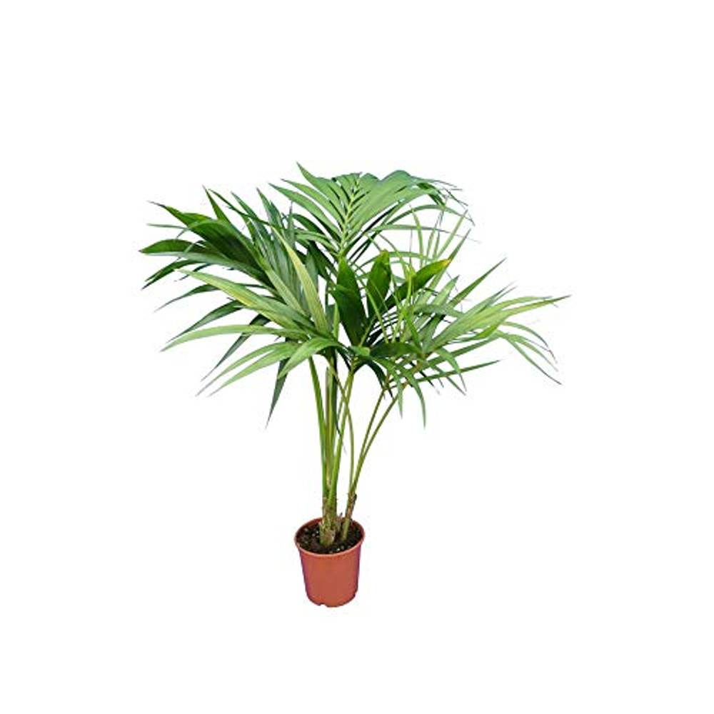 Kentia-Palme Test & Vergleich » Top 11 im Mai 2026