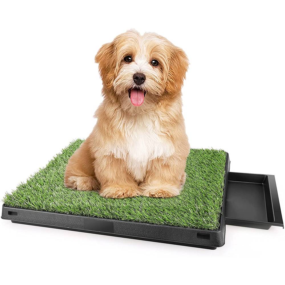 Hundetoilette Test & Vergleich » Top 11 im Dezember 2025