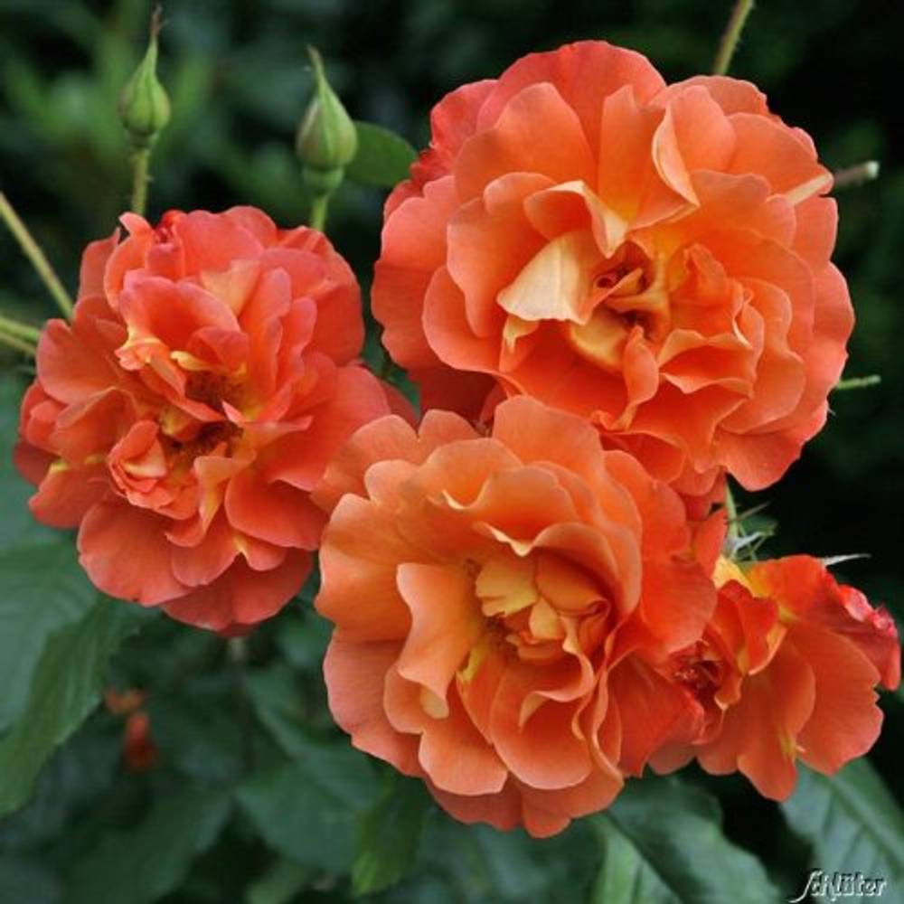 ADR-Rose Test & Vergleich » Top 11 im Dezember 2025