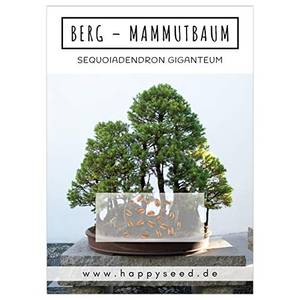 Bonsai-Samen Test & Vergleich » Top 15 im Januar 2026