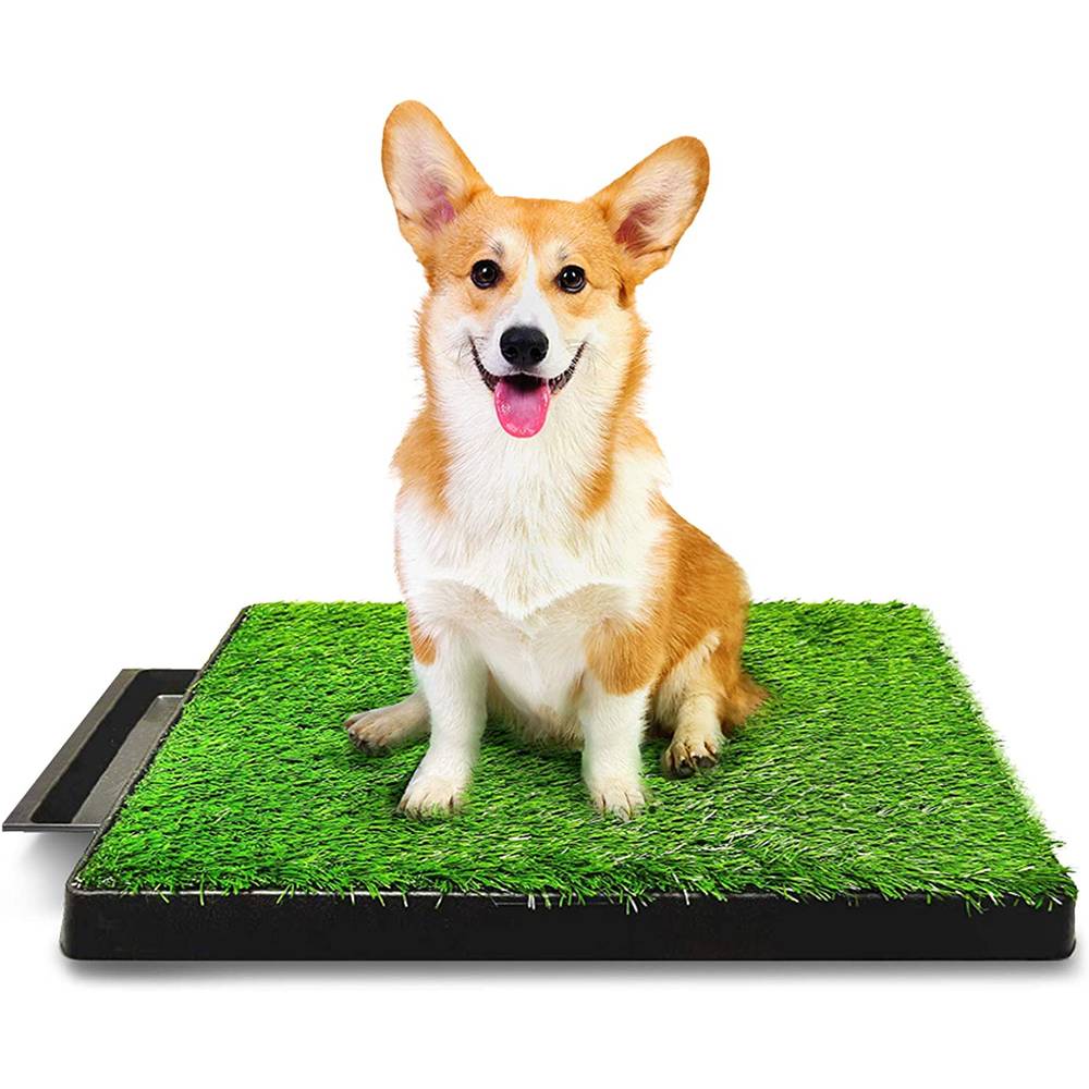 Hundetoilette Test & Vergleich » Top 11 im Dezember 2025