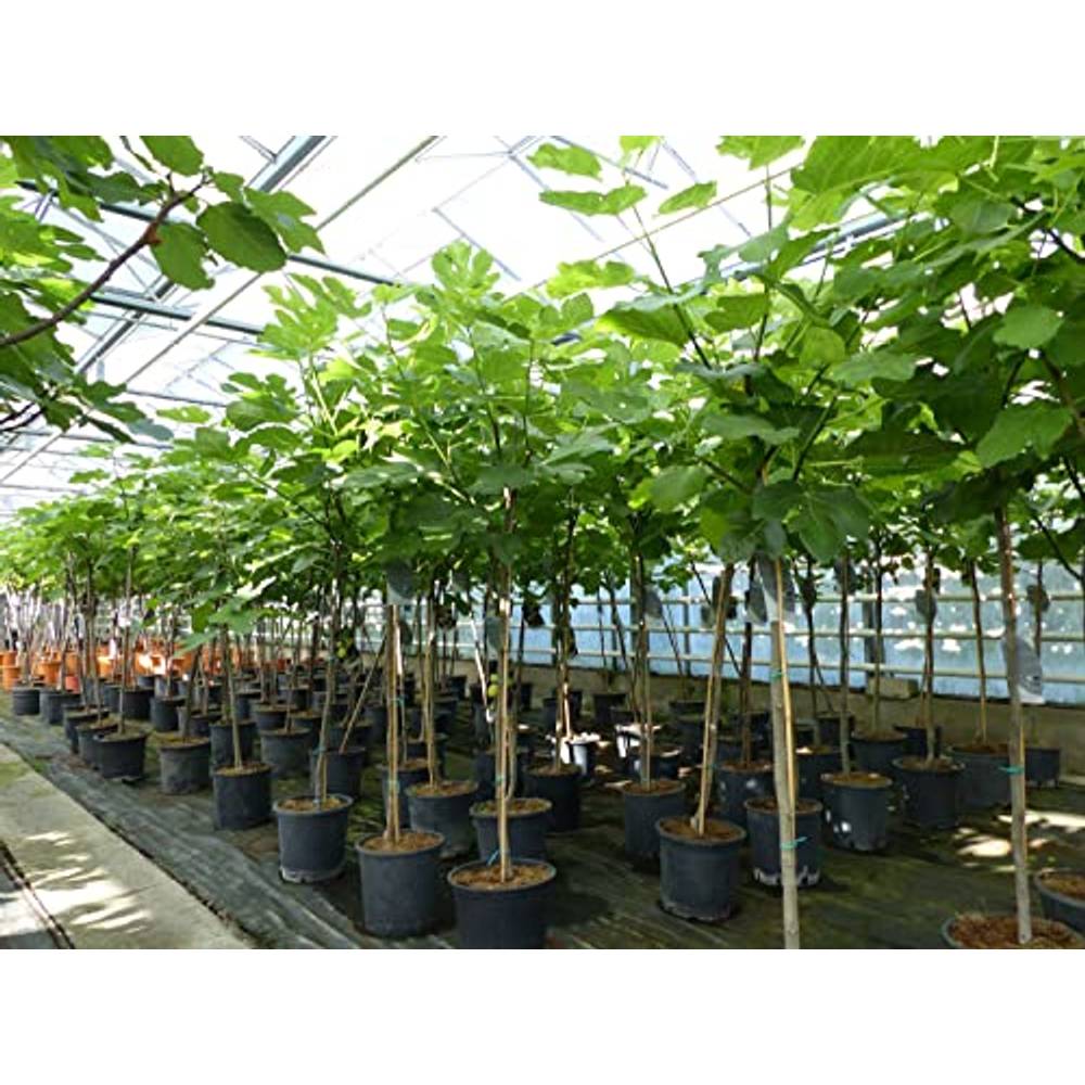 Top 10 winterharte Zierbäume Test & Vergleich