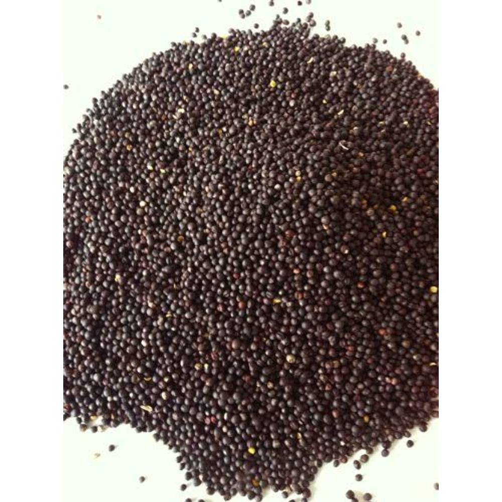 Rapssamen Test & Vergleich » Top 9 im Dezember 2025