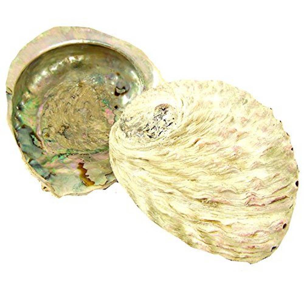 Abalone-Muschel Test & Vergleich » Top 10 im Mai 2026