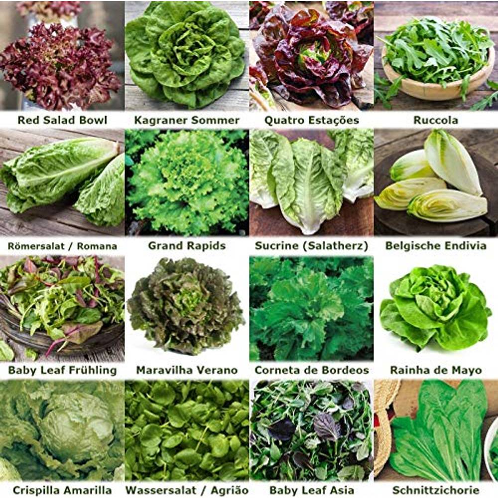 Salat-Samen Test & Vergleich » Top 8 im September 2024