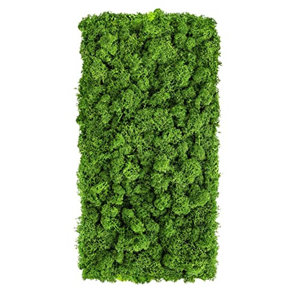 Moos Test & Vergleich » Top 13 im Dezember 2025