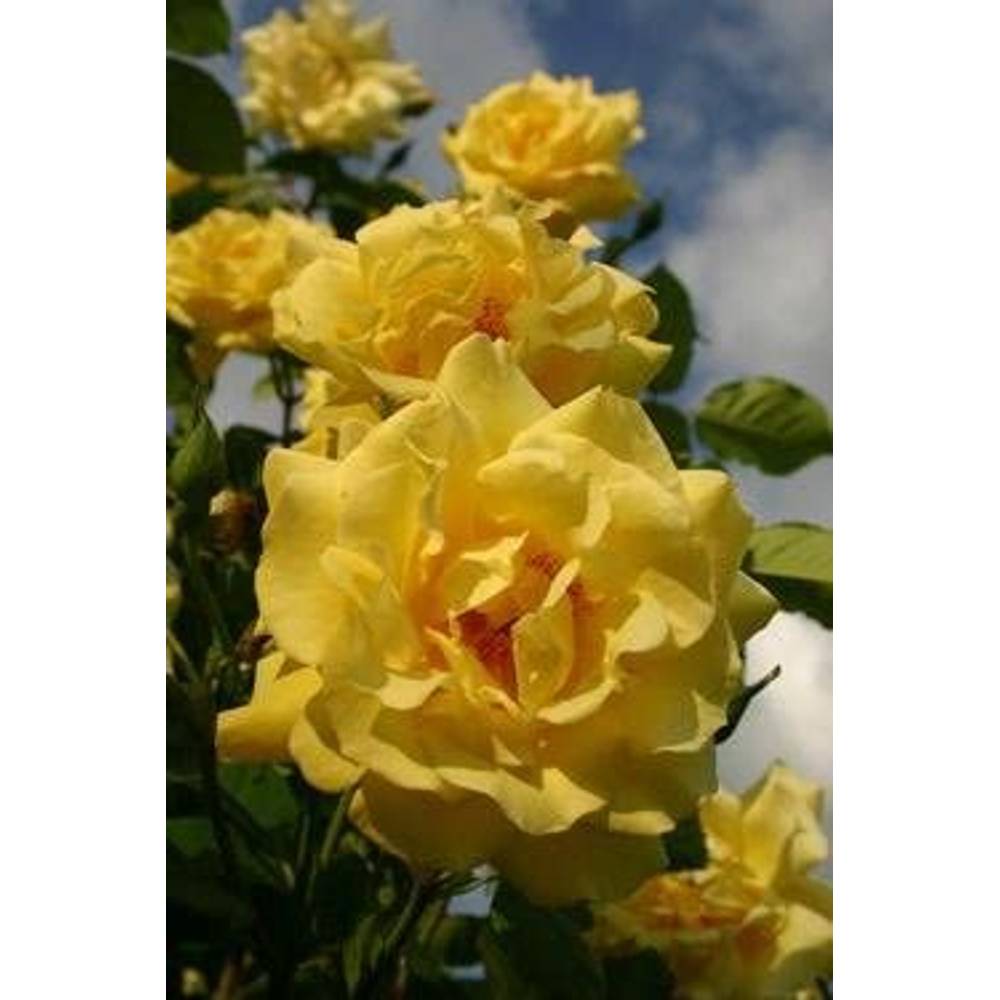 ADR-Rose Test & Vergleich » Top 11 im Dezember 2025