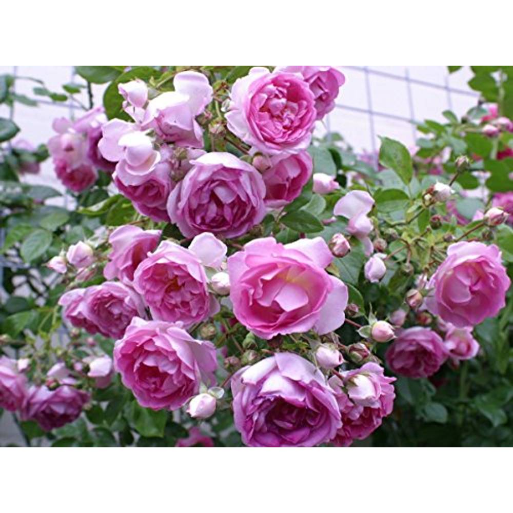 ADR-Rose Test & Vergleich » Top 11 im Dezember 2025