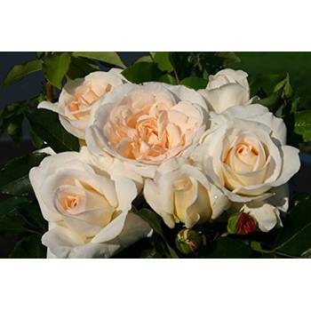 ADR-Rose Test & Vergleich » Top 11 im Dezember 2025