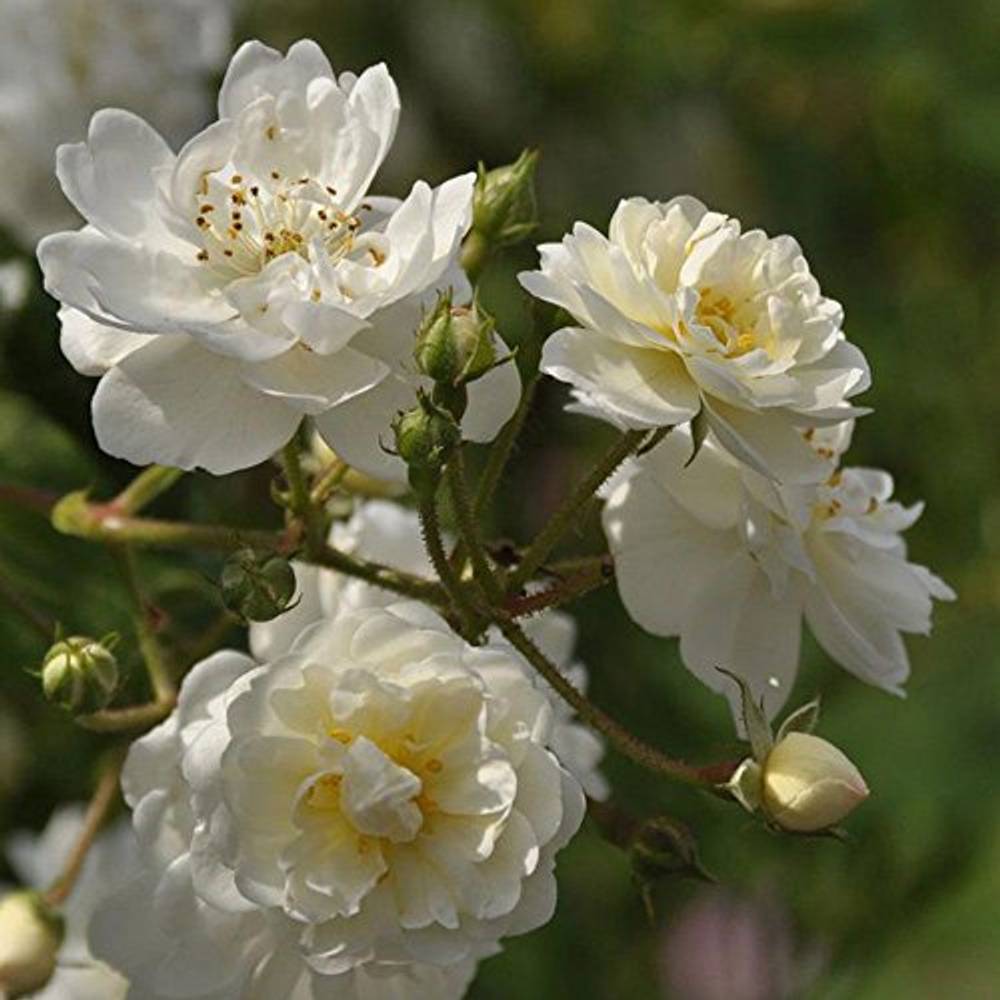 ADR-Rose Test & Vergleich » Top 11 im Dezember 2025