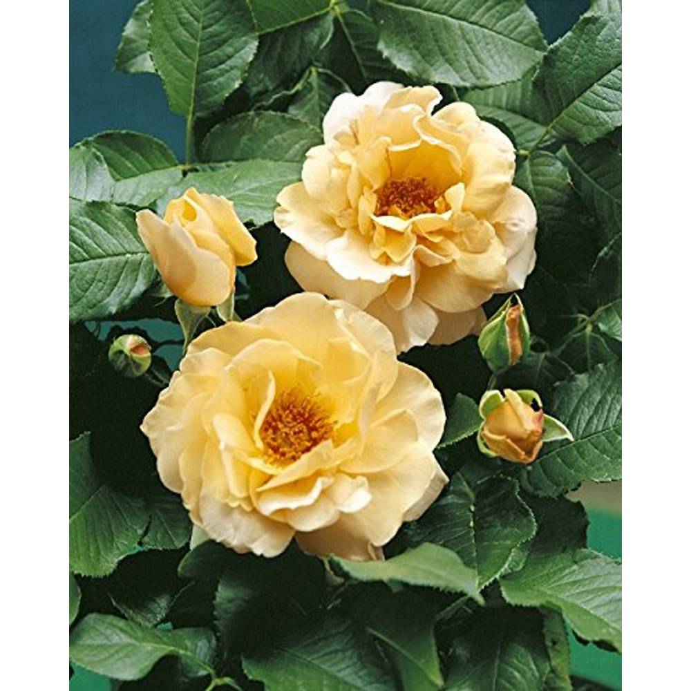 ADR-Rose Test & Vergleich » Top 11 im Dezember 2025