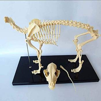 Hundeskelett Test & Vergleich » Top 11 im Dezember 2025