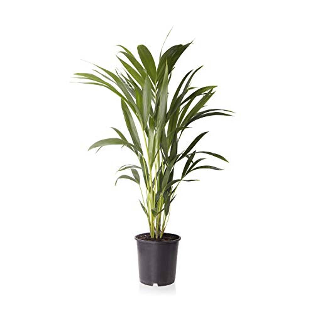 Kentia-Palme Test & Vergleich » Top 11 im Mai 2026