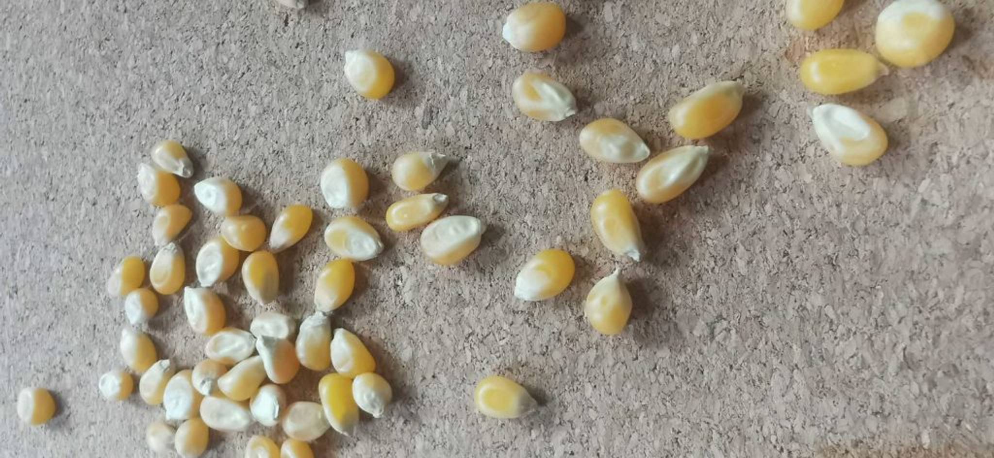 Popcornmais Test & Vergleich » Top 11 im Januar 2026