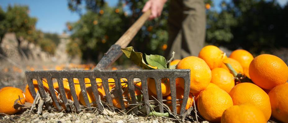 Harke kaufen - Test & Vergleich » Top 9 im Dezember 2025