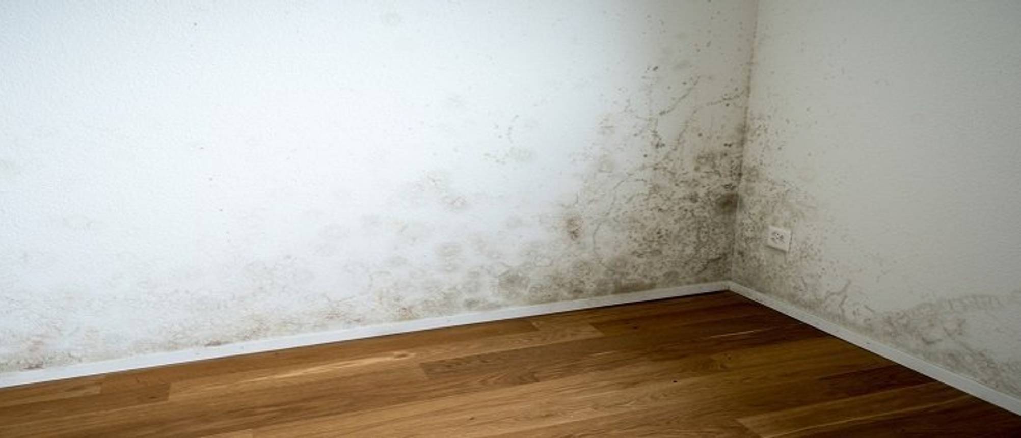 Farbe Auf Schimmel