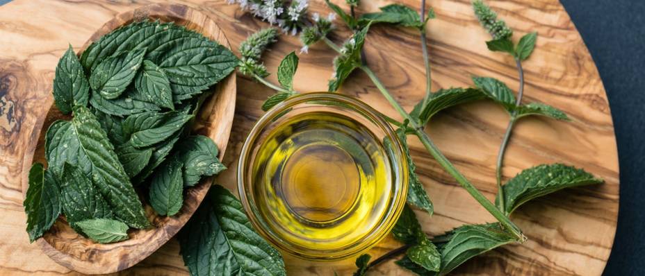 Bio-Pfefferminztee Test & Vergleich » Top 10 im Januar 2026