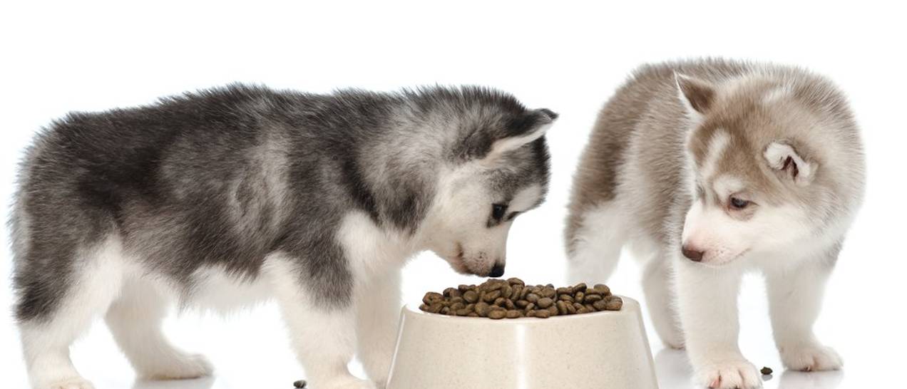 Bosch-Hundefutter Test & Vergleich » Top 11 im Dezember 2022