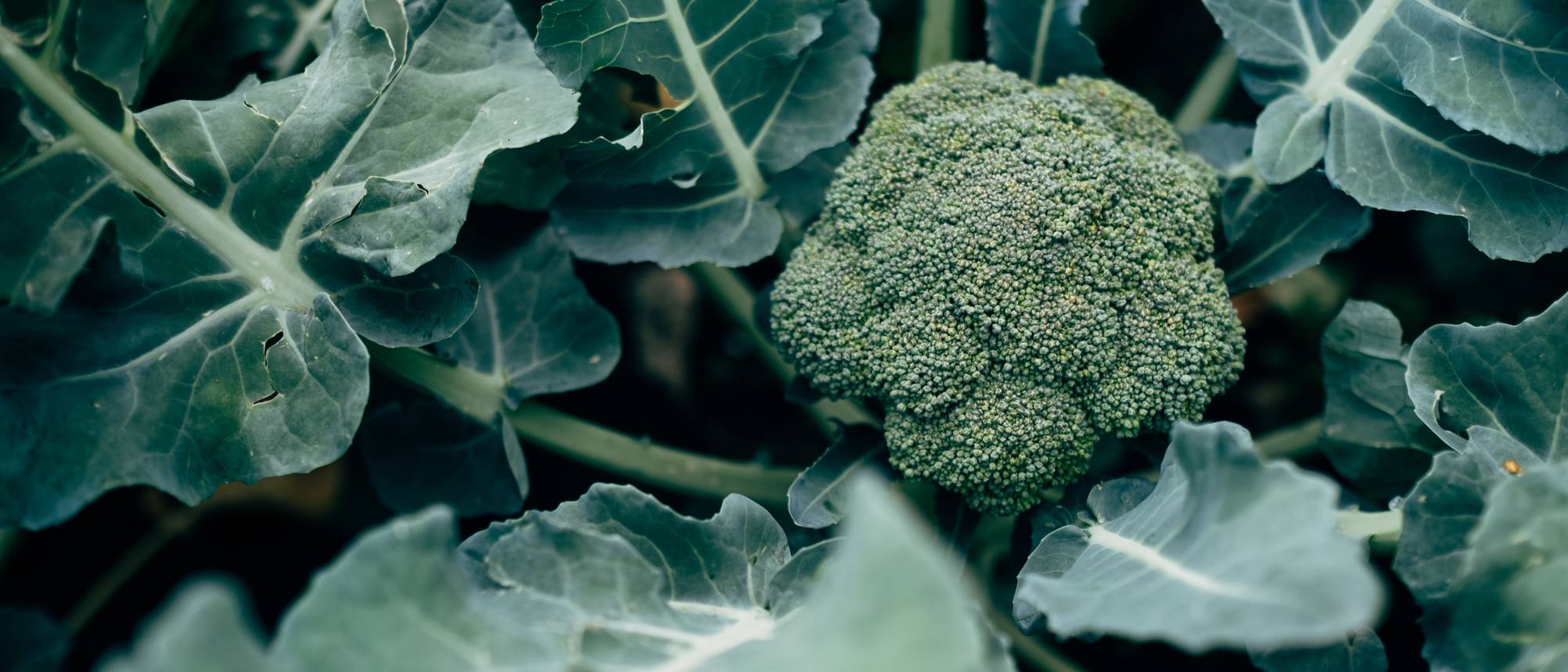 Brokkoli-Samen Test & Vergleich » Top 12 im Januar 2026