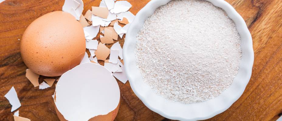 Calcium-Pulver Test & Vergleich » Top 14 im Januar 2026