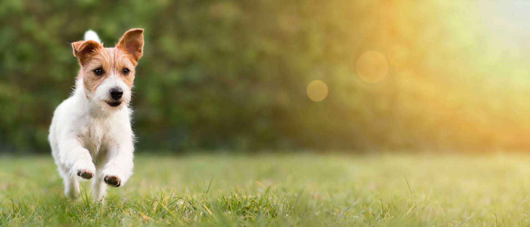 Chiplesegerät Hund Test & Vergleich » Top 16 im Oktober 2025