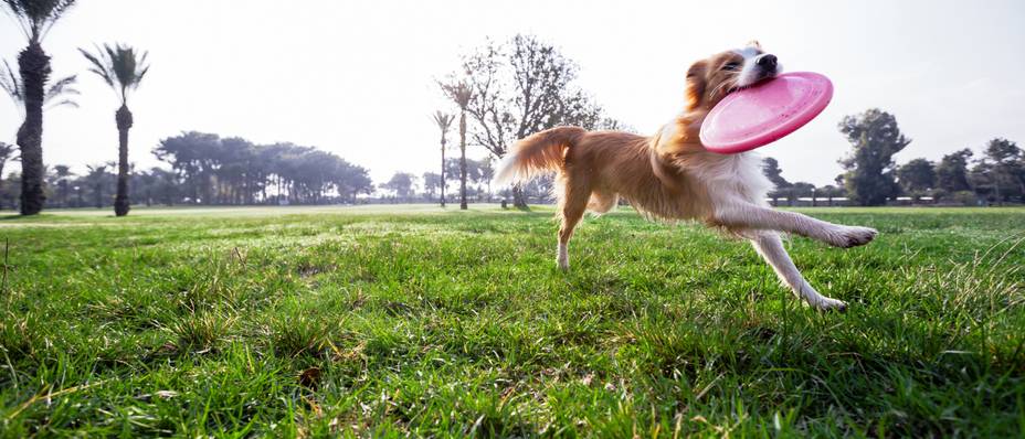 Hundefutter Test & Vergleich » Top 21 im November 2022