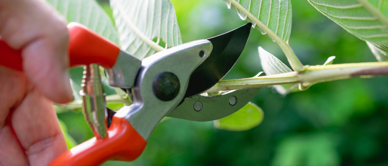 Felco-Gartenschere Test & Vergleich » Top 22 im Oktober 2025