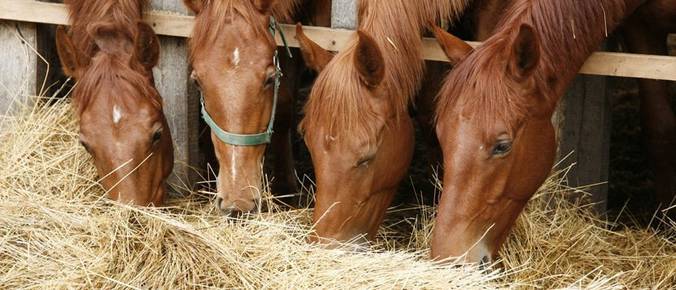 Fohlenfutter Test & Vergleich » Top 9 im Januar 2026