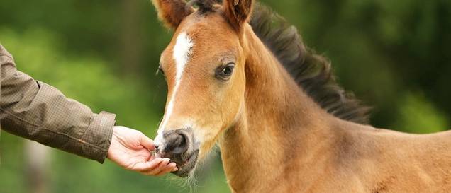 Fohlenfutter Test & Vergleich » Top 9 im Januar 2026