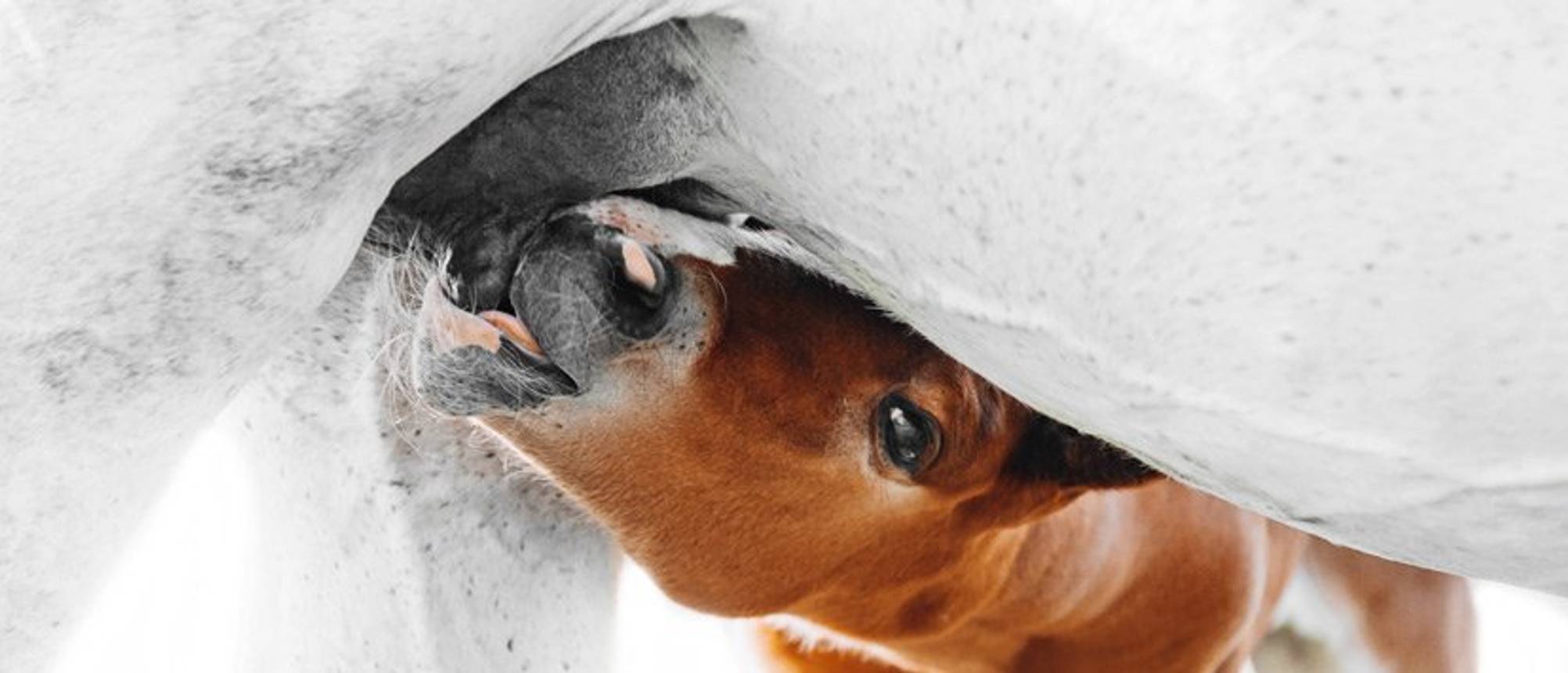 Fohlenfutter Test & Vergleich » Top 9 im Januar 2026