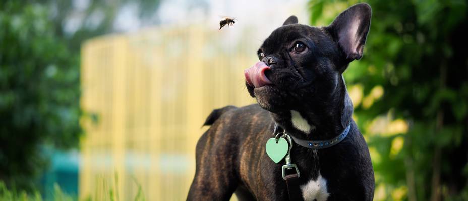 Insekten-Hundefutter: Top 10 Test & Vergleich