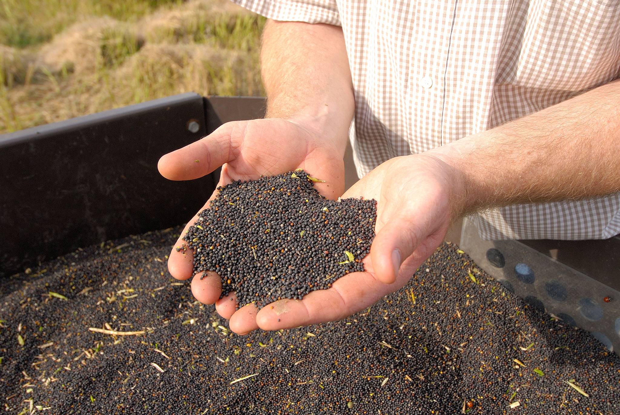 Rapssamen Test & Vergleich » Top 9 im Dezember 2025