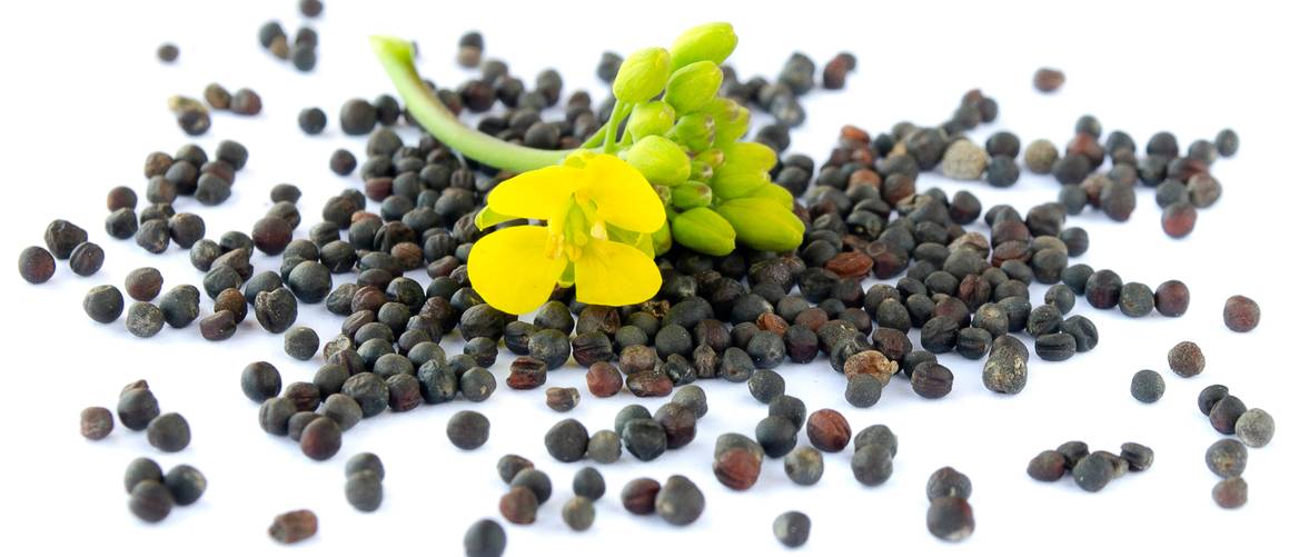 Rapssamen Test & Vergleich » Top 9 im Dezember 2025