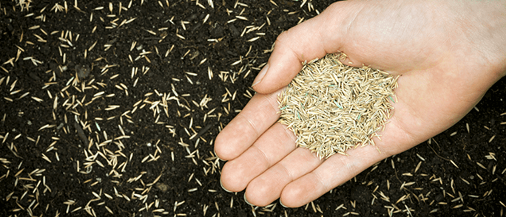 Rasensamen Test & Vergleich Top 10