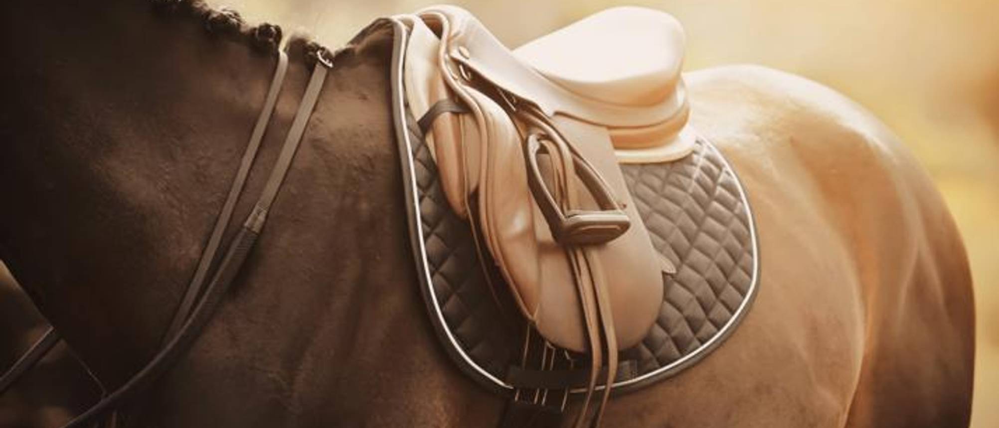 Reitsattel Test & Vergleich » Top 9 im Januar 2026