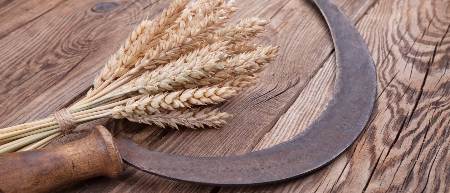 Sichel Test & Vergleich » Top 22 im Oktober 2025