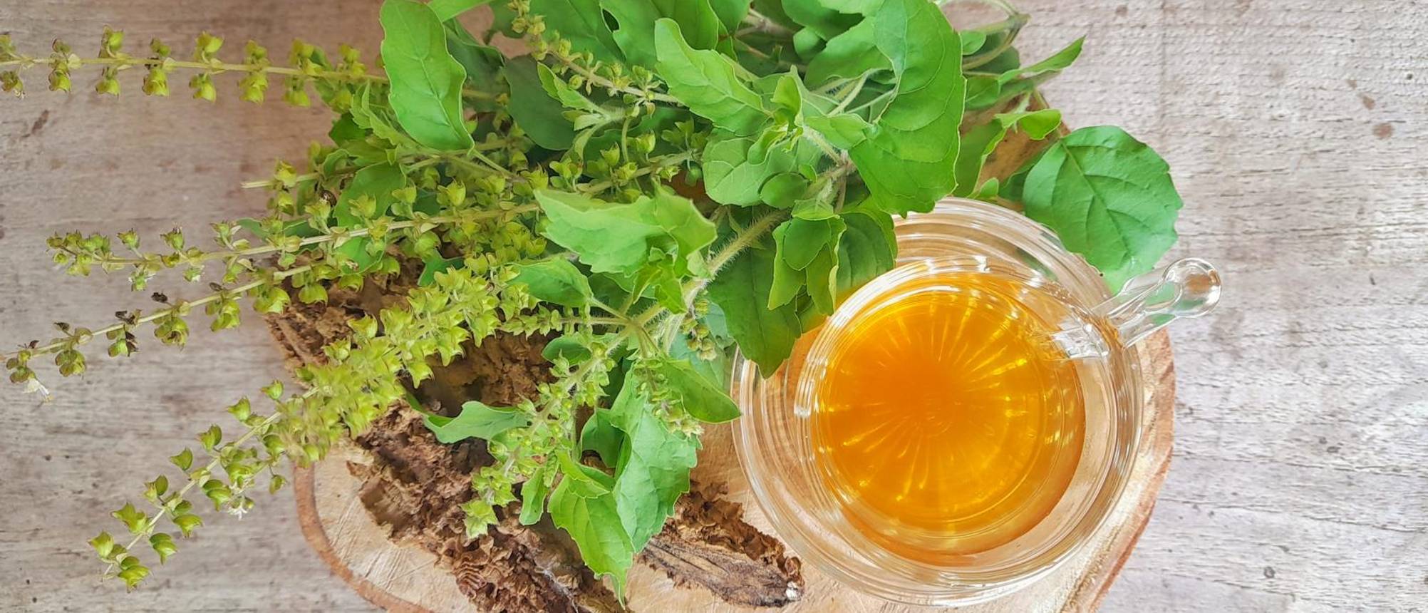 Tulsi-Tee Test & Vergleich » Top 11 im Mai 2026