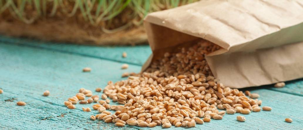 Weizenkeime Test & Vergleich » Top 13 im Mai 2024