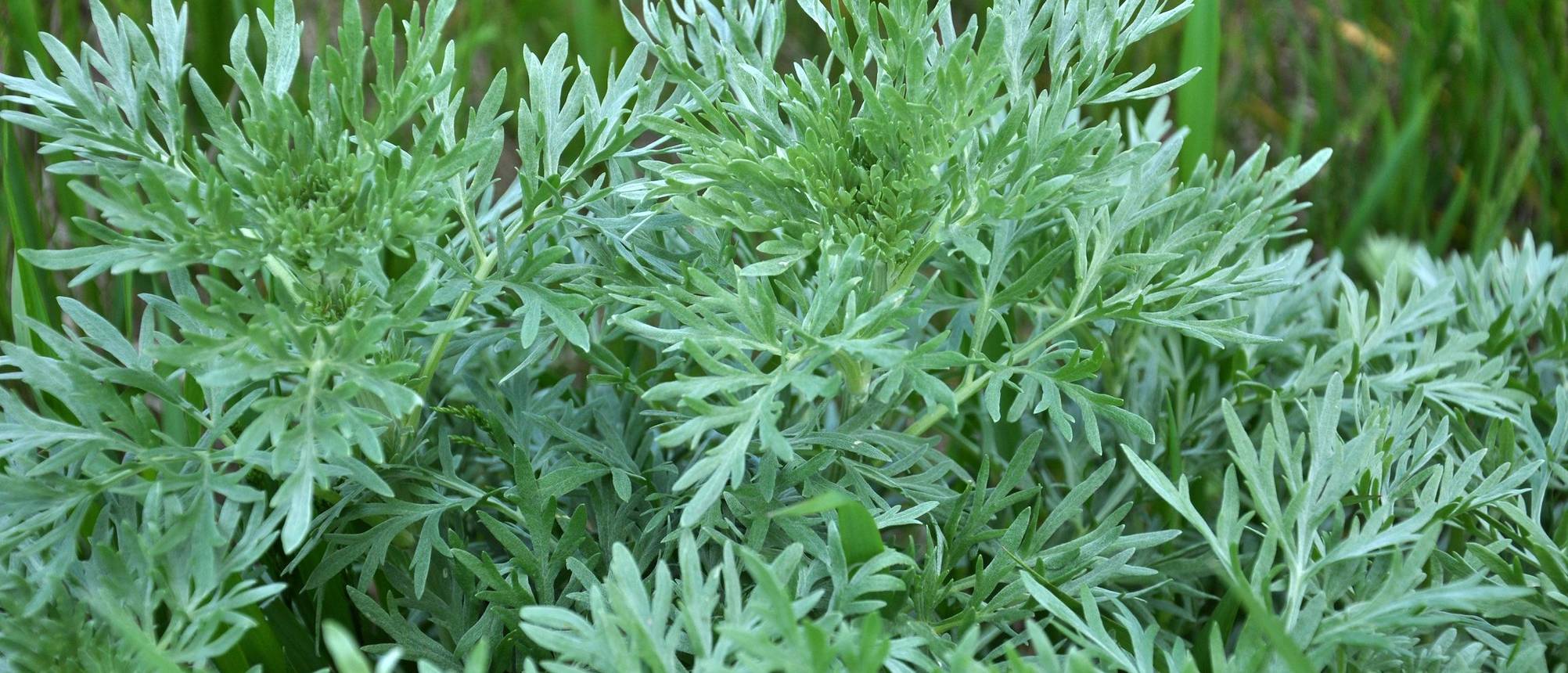 Wermutkraut Test & Vergleich » Top 11 im Oktober 2024