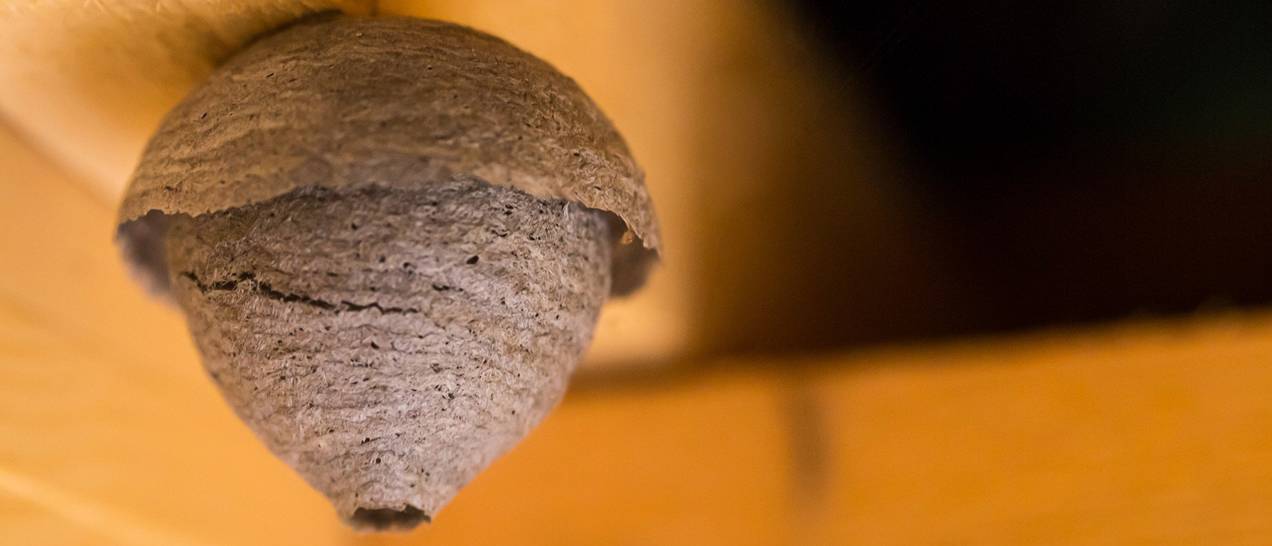 Wespennest Attrappe Wann Aufhangen
