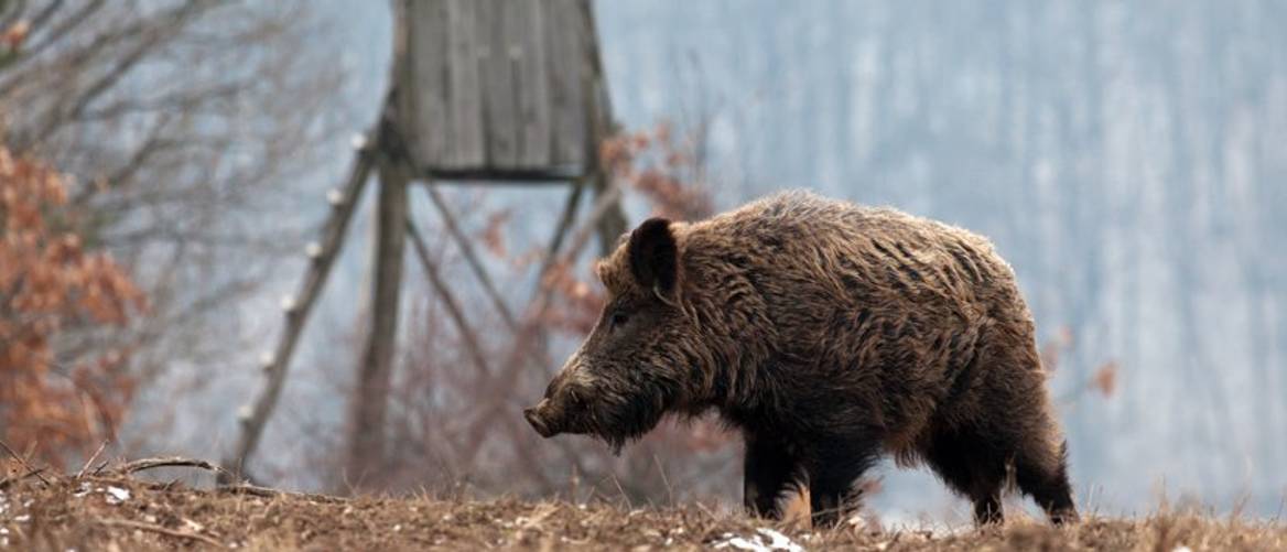 Wildschwein-Lockmittel: Top 10 Test & Vergleich