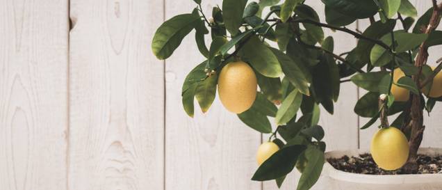 Zitruserde Test & Vergleich » Top 15 im Dezember 2025